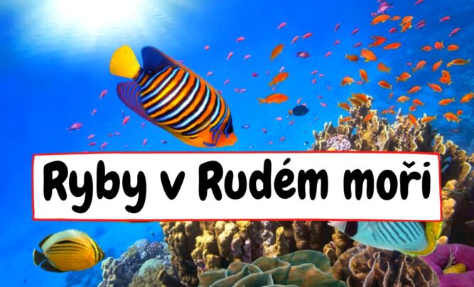 Ryby v Rudém moři v Egyptě [Atlas ryb] Jedovaté korálové